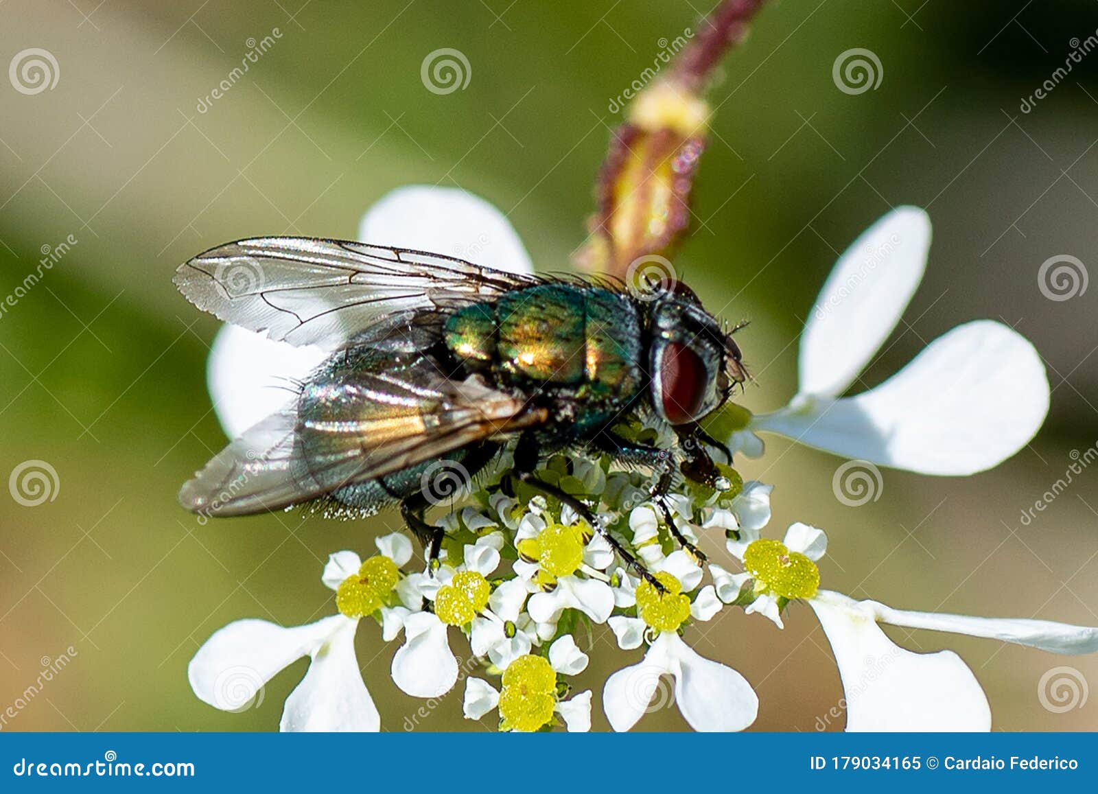 Fly on a flower stock image. Image of garden, flora - 179034165
