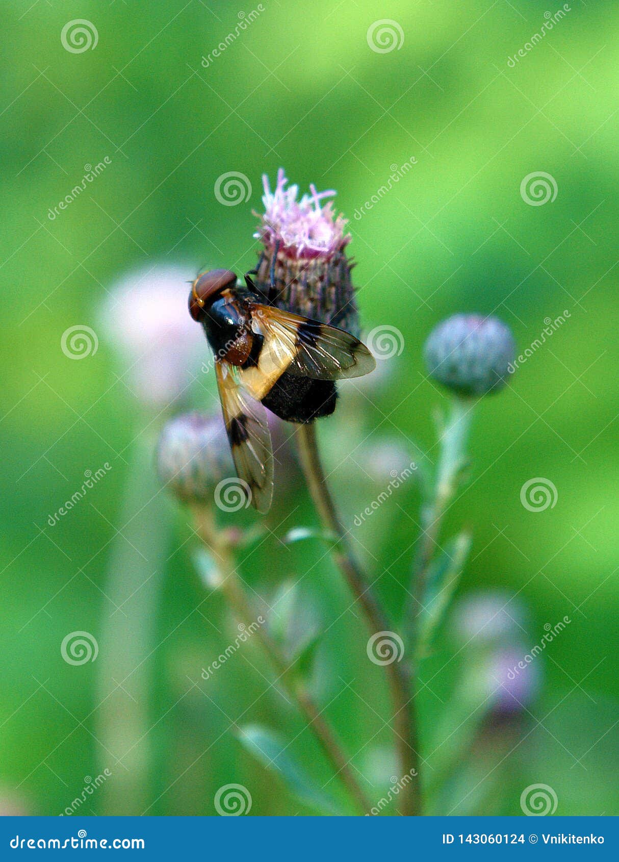 Fly on a flower of thistle stock photo. Image of nectar - 143060124