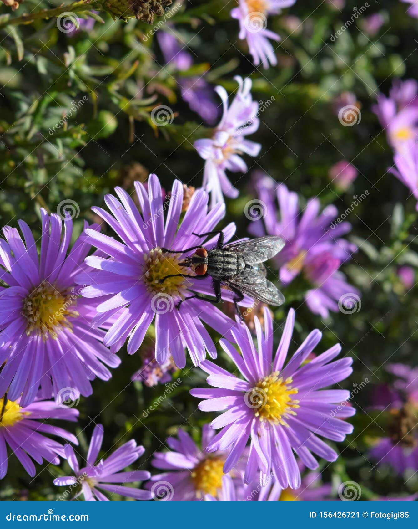 Fly on the Flowers. Dipterous Insect Stock Image - Image of high, drone ...