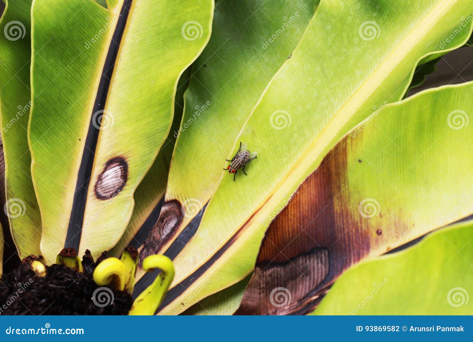 Fly Fly on Fern Leaves in the Garden Stock Photo - Image of garden ...