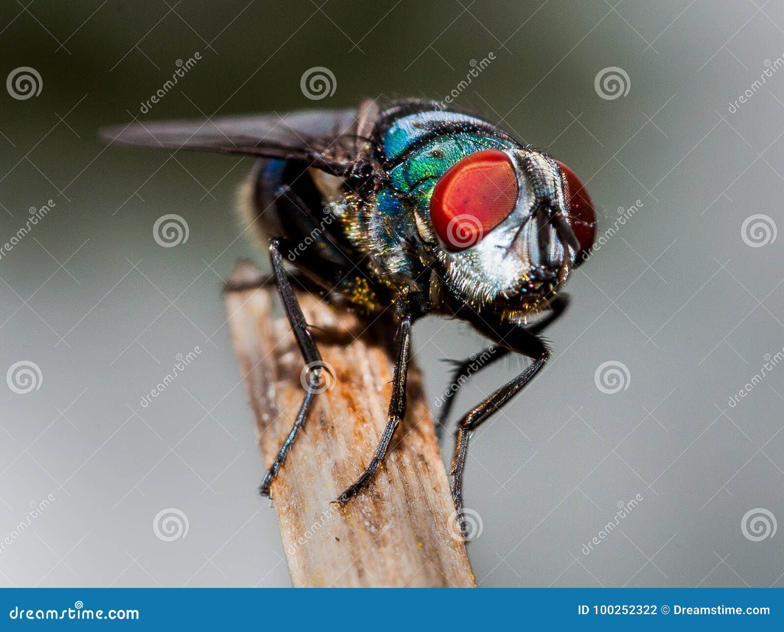 Fly stock photo. Image of green, nature, insect, closeup - 100252322