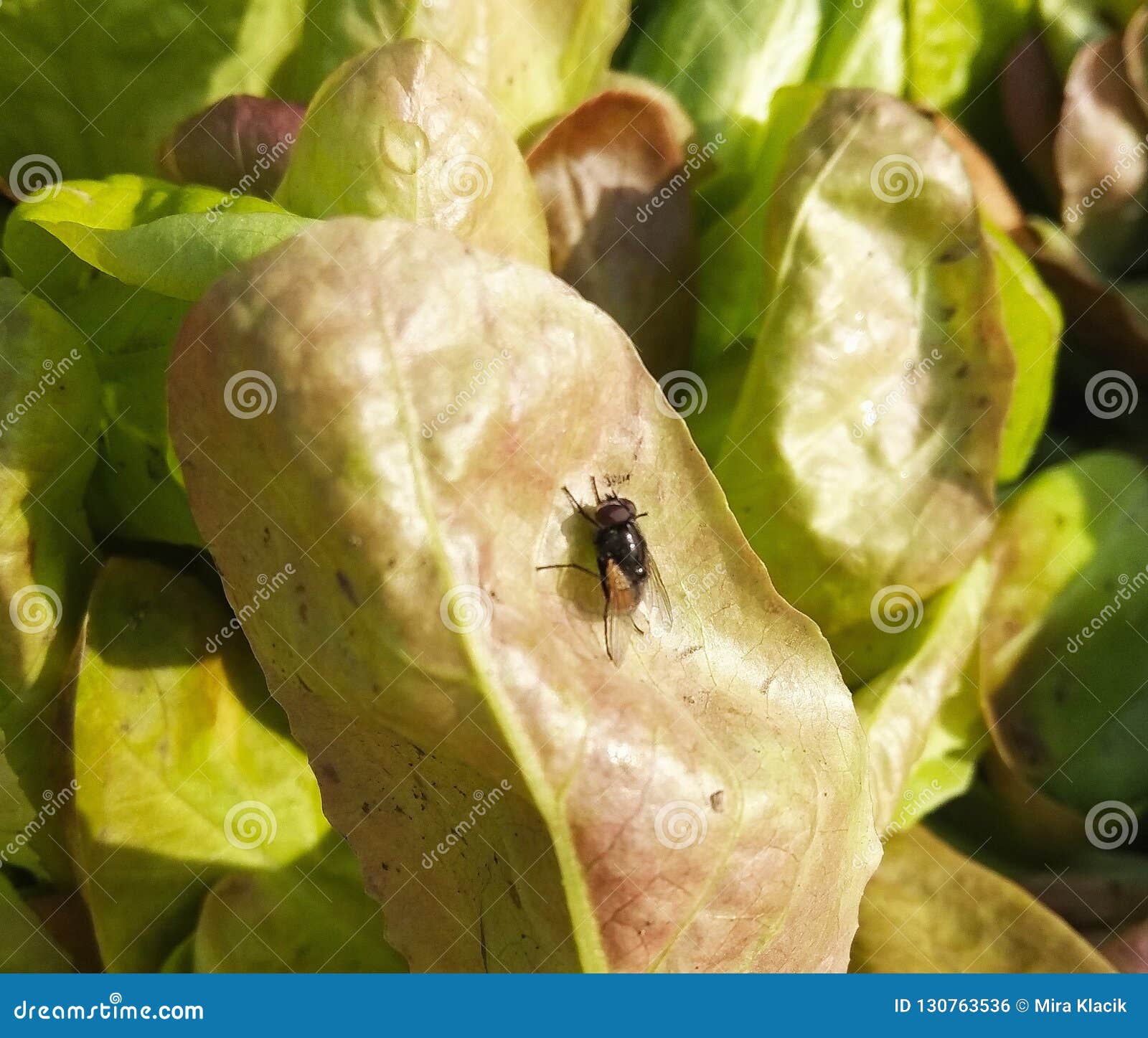 Fly stock photo. Image of salad, insect, nature, animal - 130763536