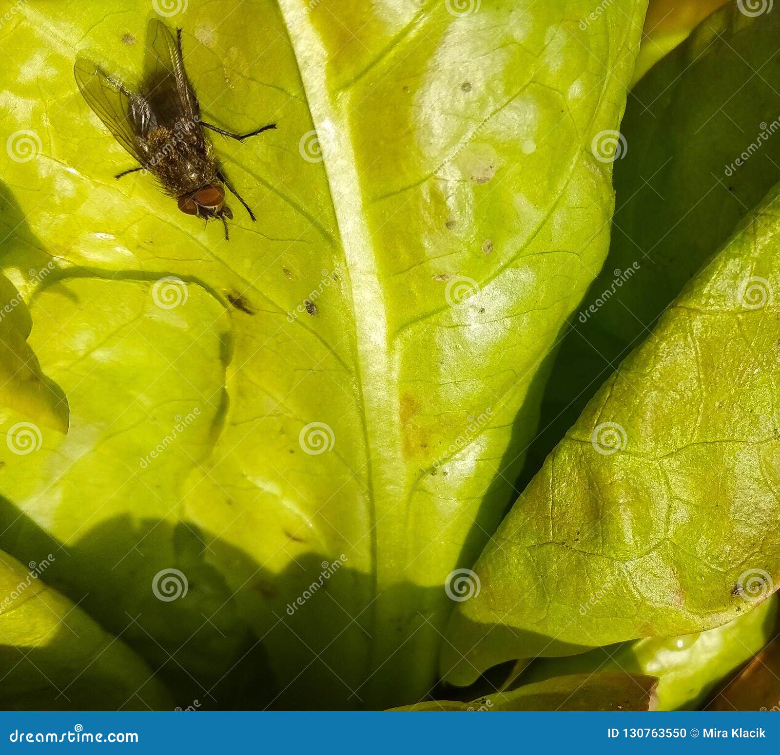Fly stock photo. Image of salad, nature, insect, animal - 130763550