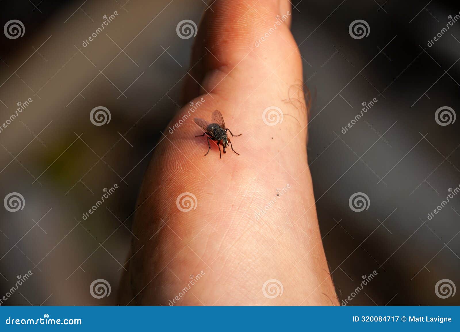 A fly on a foot stock image. Image of limb, animal, foot - 320084717