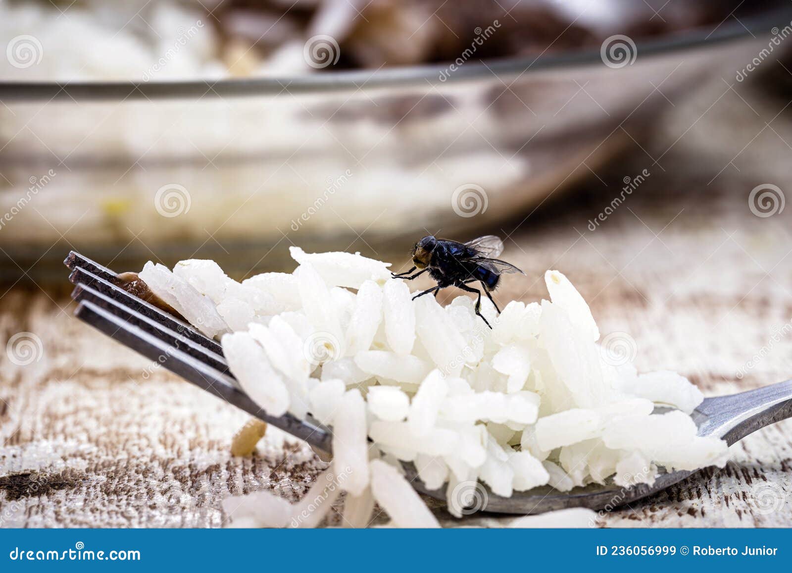 Fly on Fork, Disgusting Insect on Food, Indoor Insect Pest Problem ...