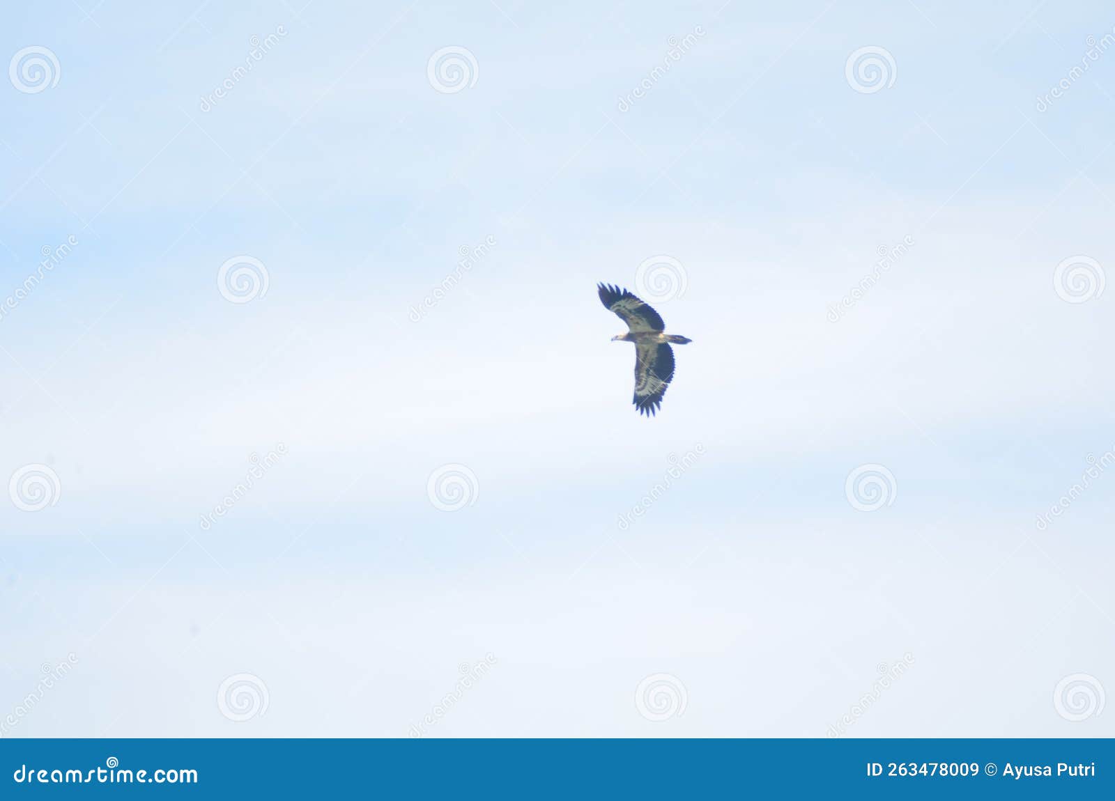 Fly Freely in the Air stock image. Image of freely, vehicle - 263478009