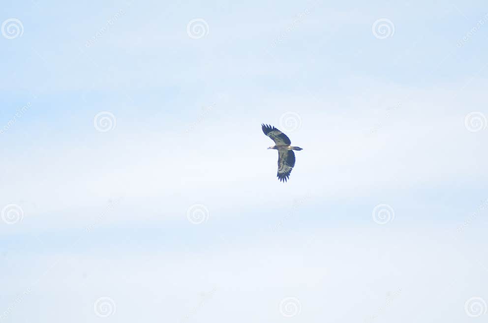 Fly Freely in the Air stock image. Image of freely, vehicle - 263478009