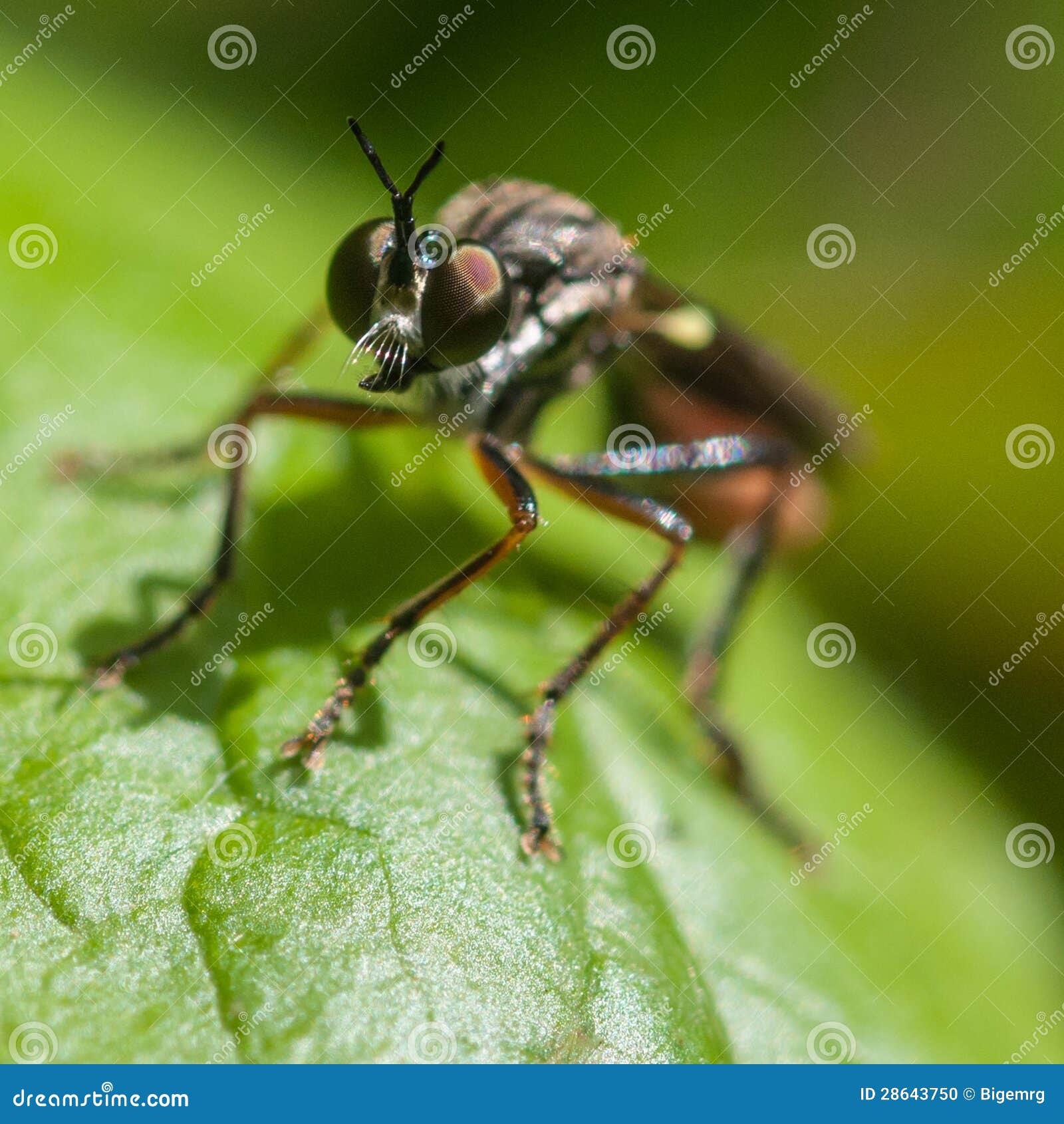 Fly Friend stock photo. Image of nature, insect, bokeh - 28643750