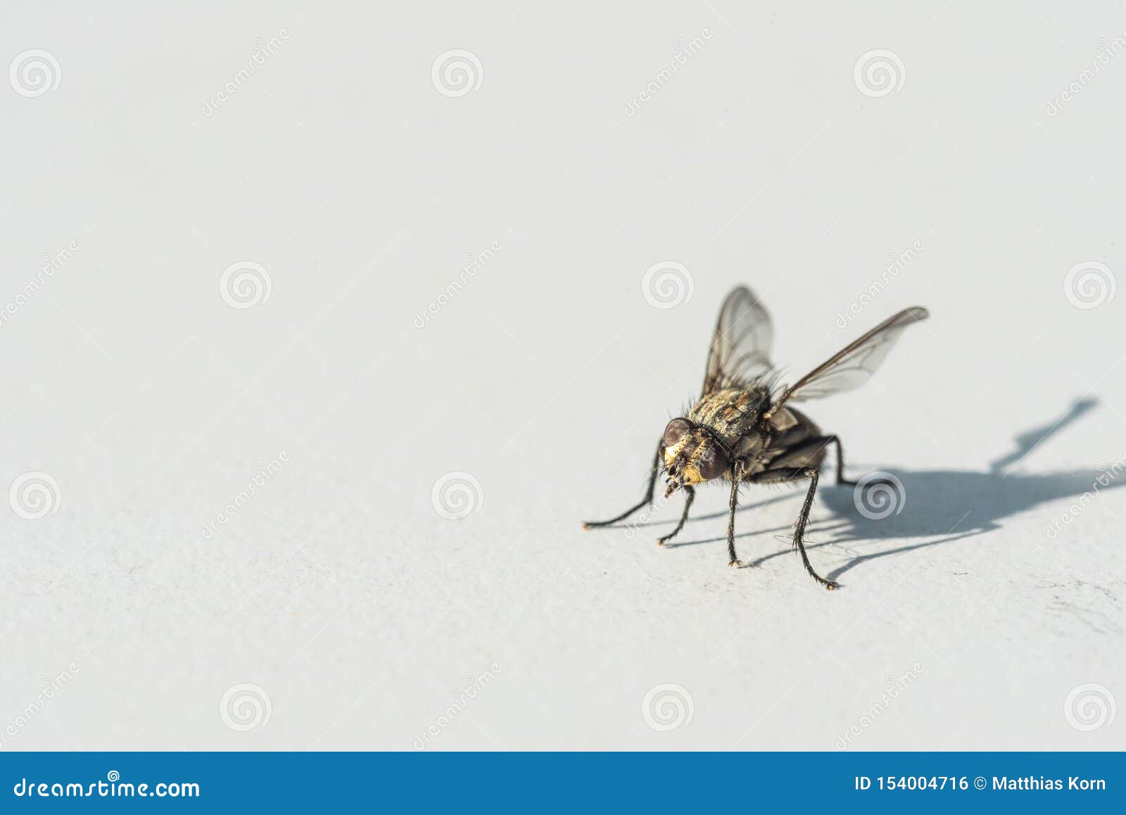 A Fly that is Frozen on a Gray Background Stock Photo - Image of hair ...