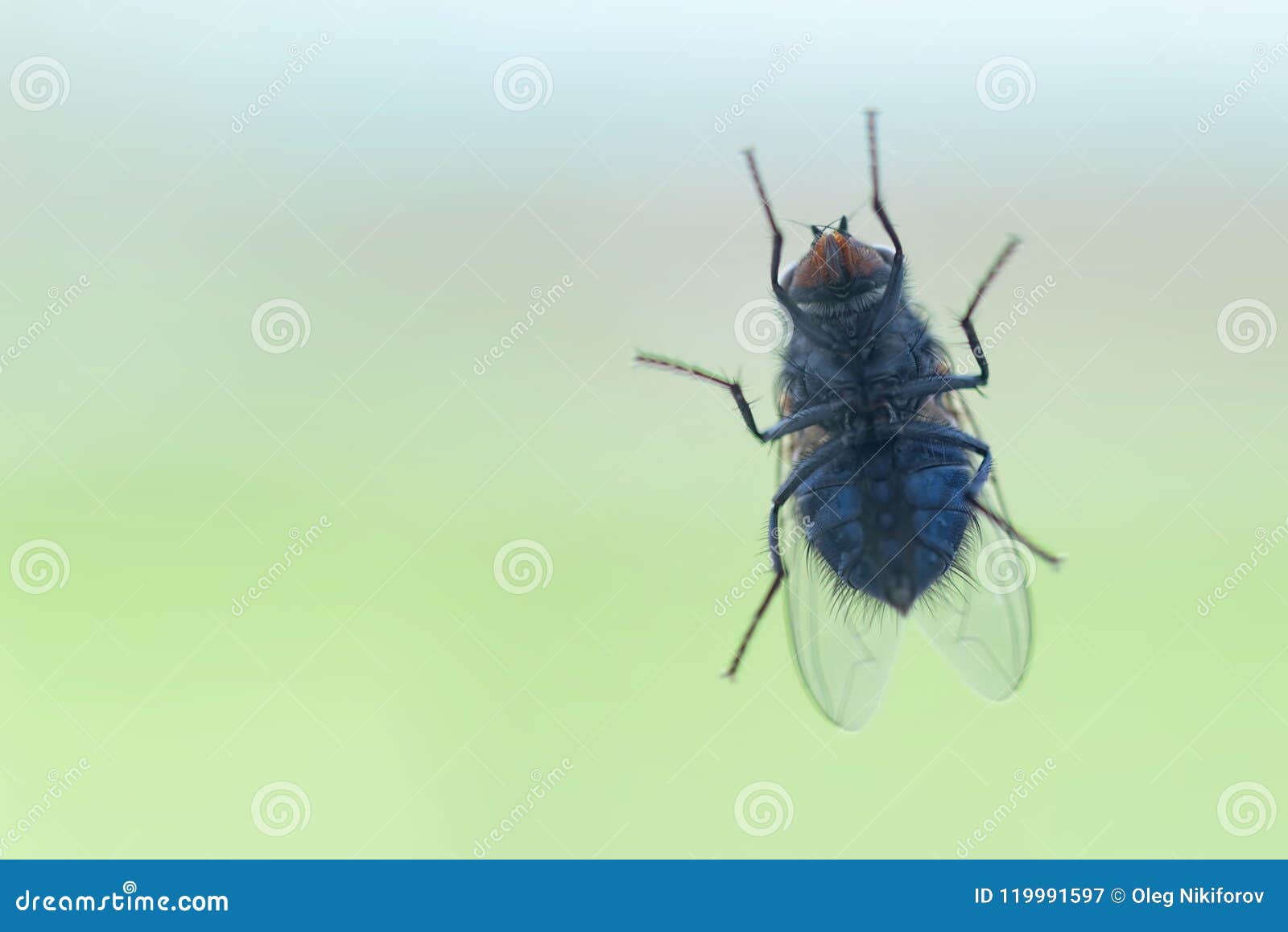 Fly on the glass stock image. Image of wing, glass, flies - 119991597