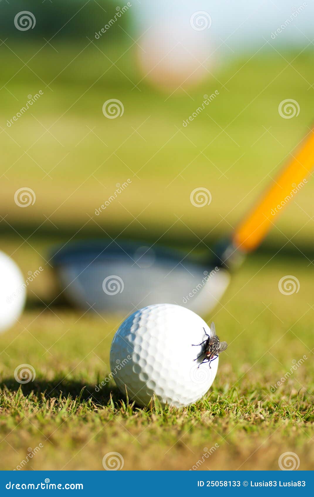 Fly on golf ball stock image. Image of club, swing, ball - 25058133