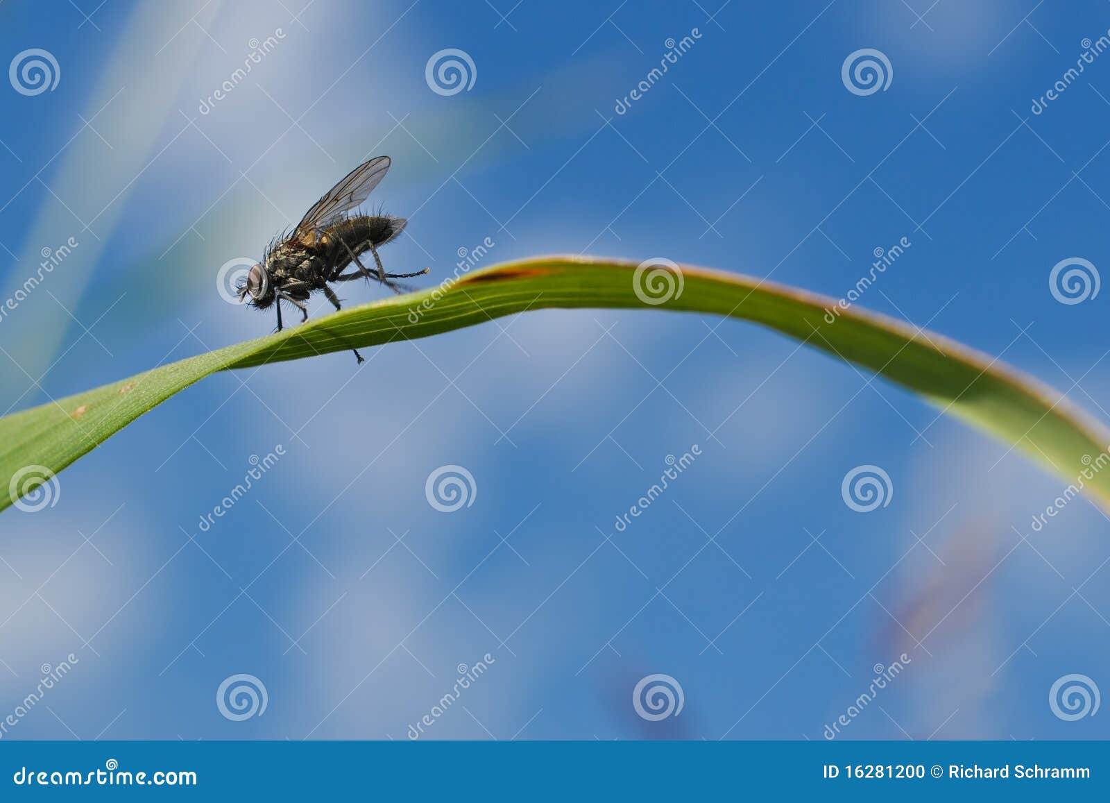 Fly on grass stock photo. Image of blue, insects, blade - 16281200