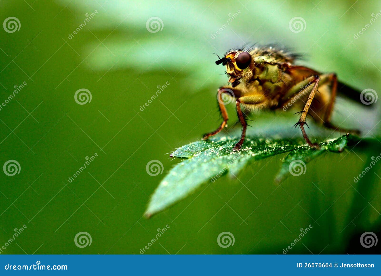 Fly on the grass stock photo. Image of life, garden, blade - 26576664