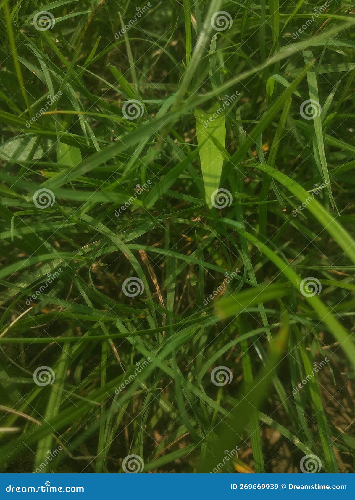 : fly on the grass stock image. Image of produce, tree - 269669939