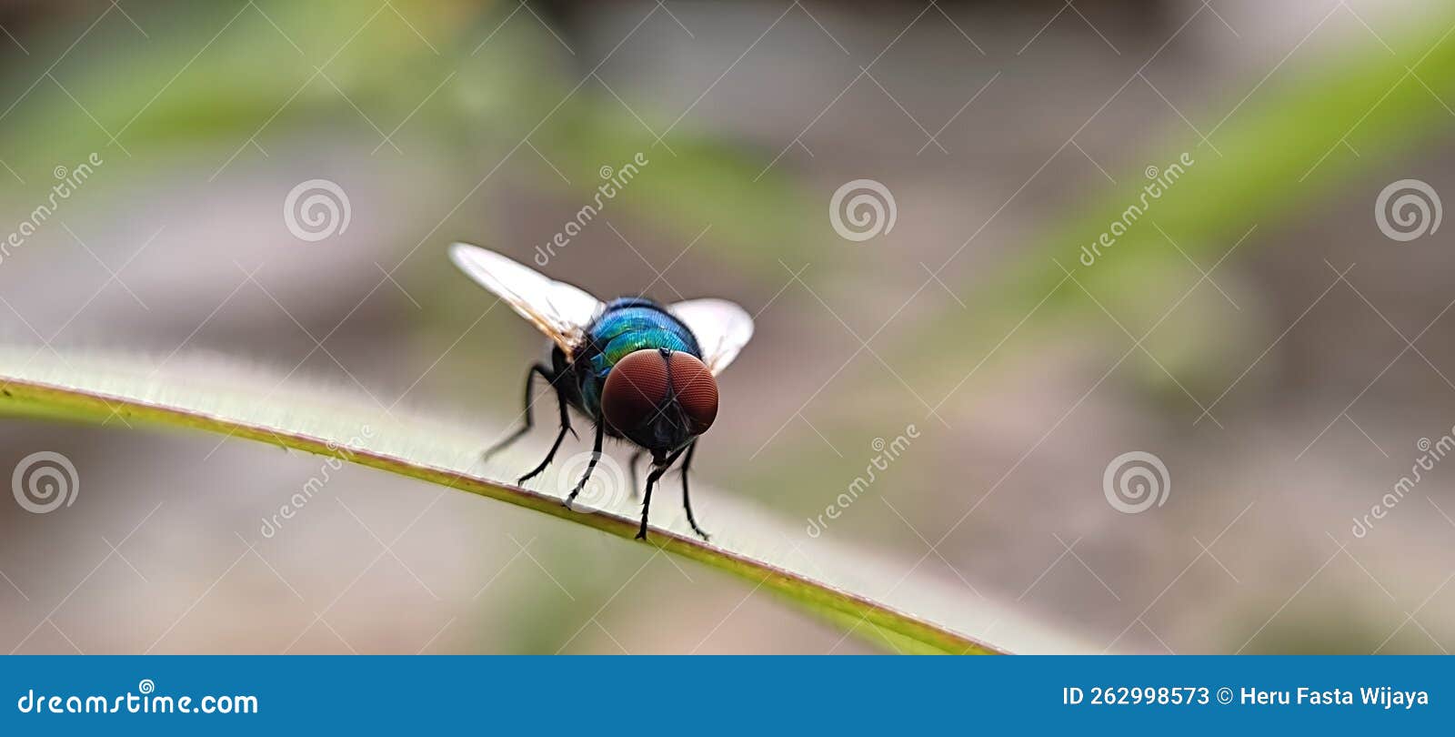 Flies looking for food stock image. Image of looking - 262998573