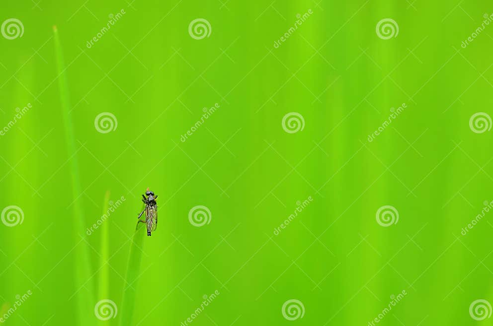 Fly on grass stock image. Image of insect, bright, nature - 39910895