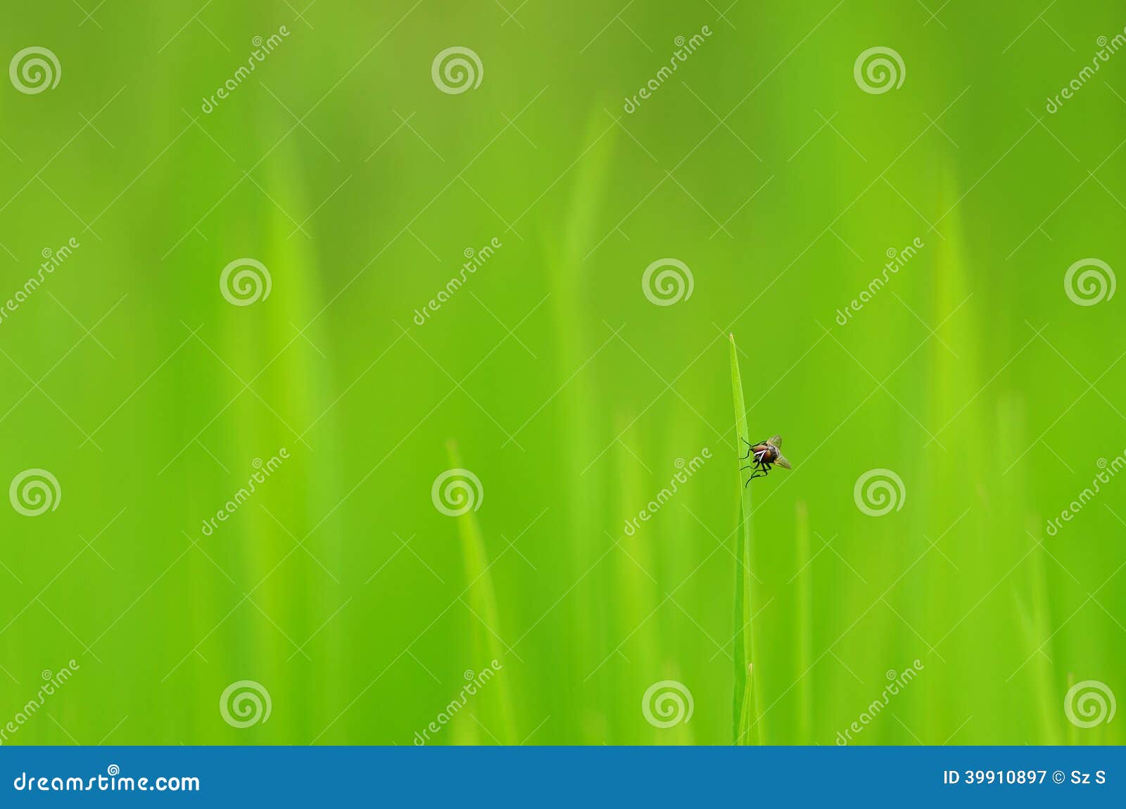 Fly on grass stock image. Image of field, meadow, summer - 39910897