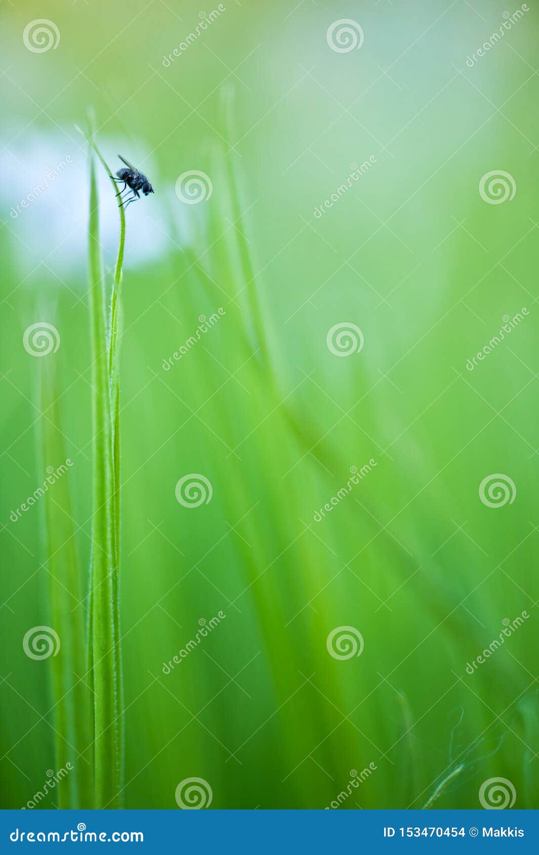 Fly Perching on Blade of Grass. Stock Photo - Image of beautiful, grass ...