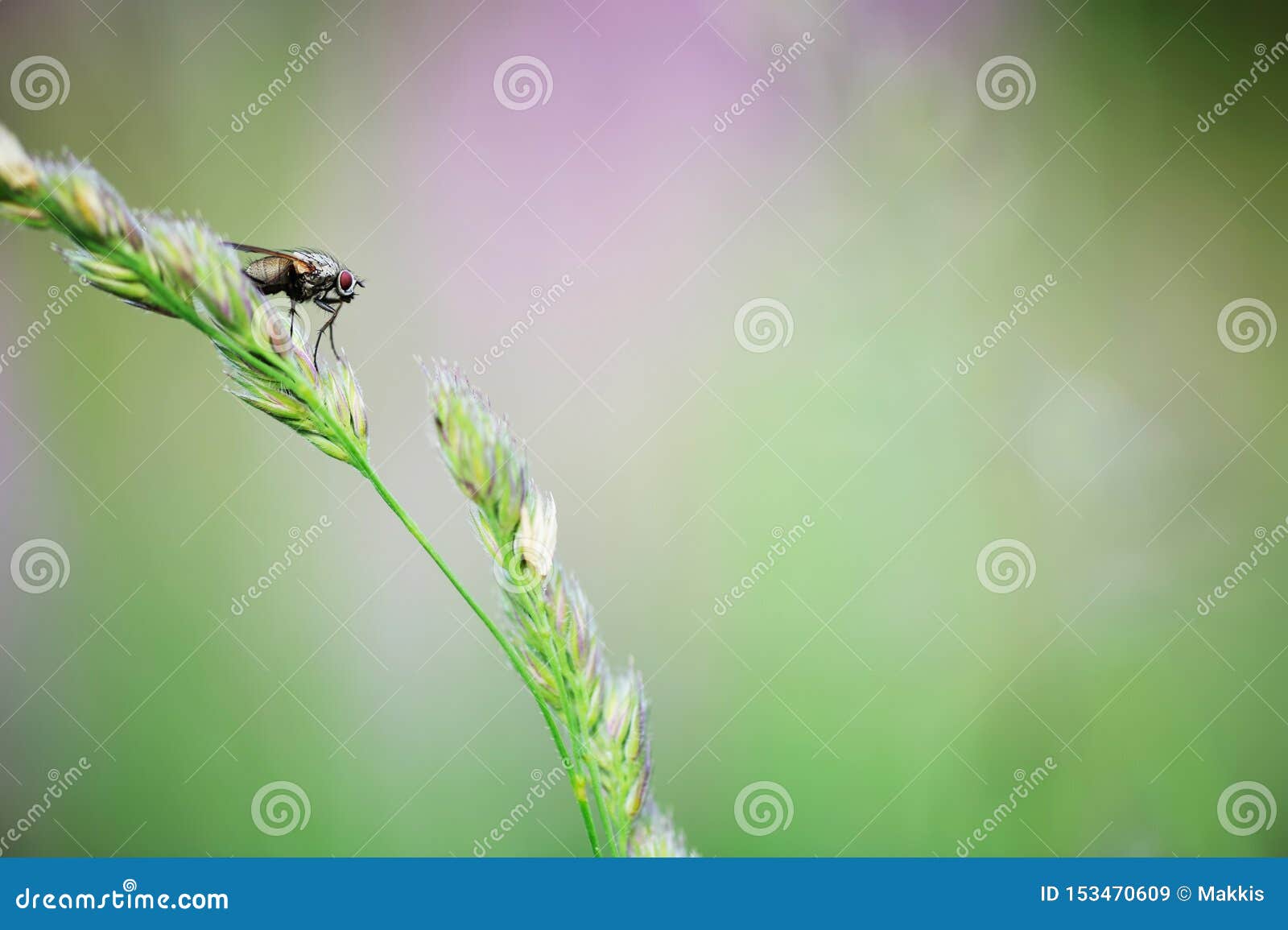 Fly Perching on Blade of Grass. Stock Image - Image of colors ...
