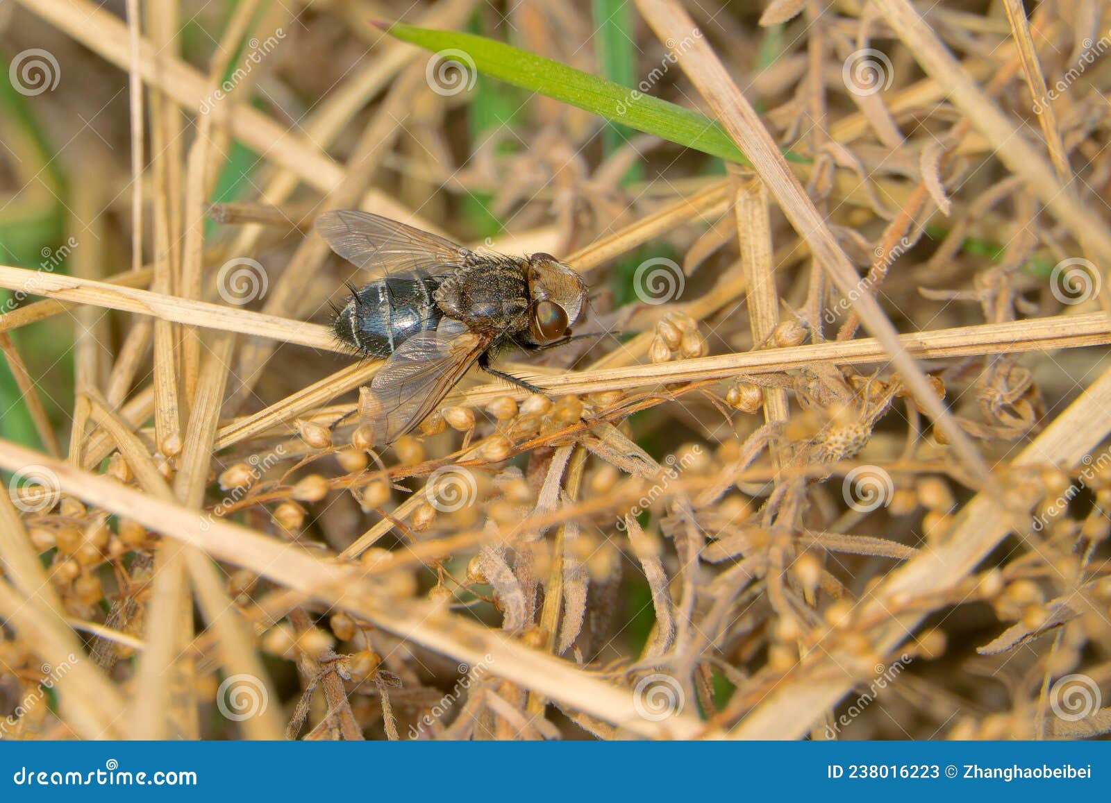 Fly in grass stock image. Image of flies, wildlife, natural - 238016223