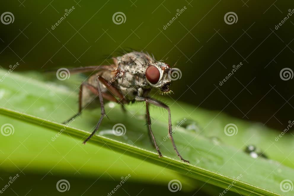 Fly on Grass straw stock image. Image of shallow, insect - 16215055