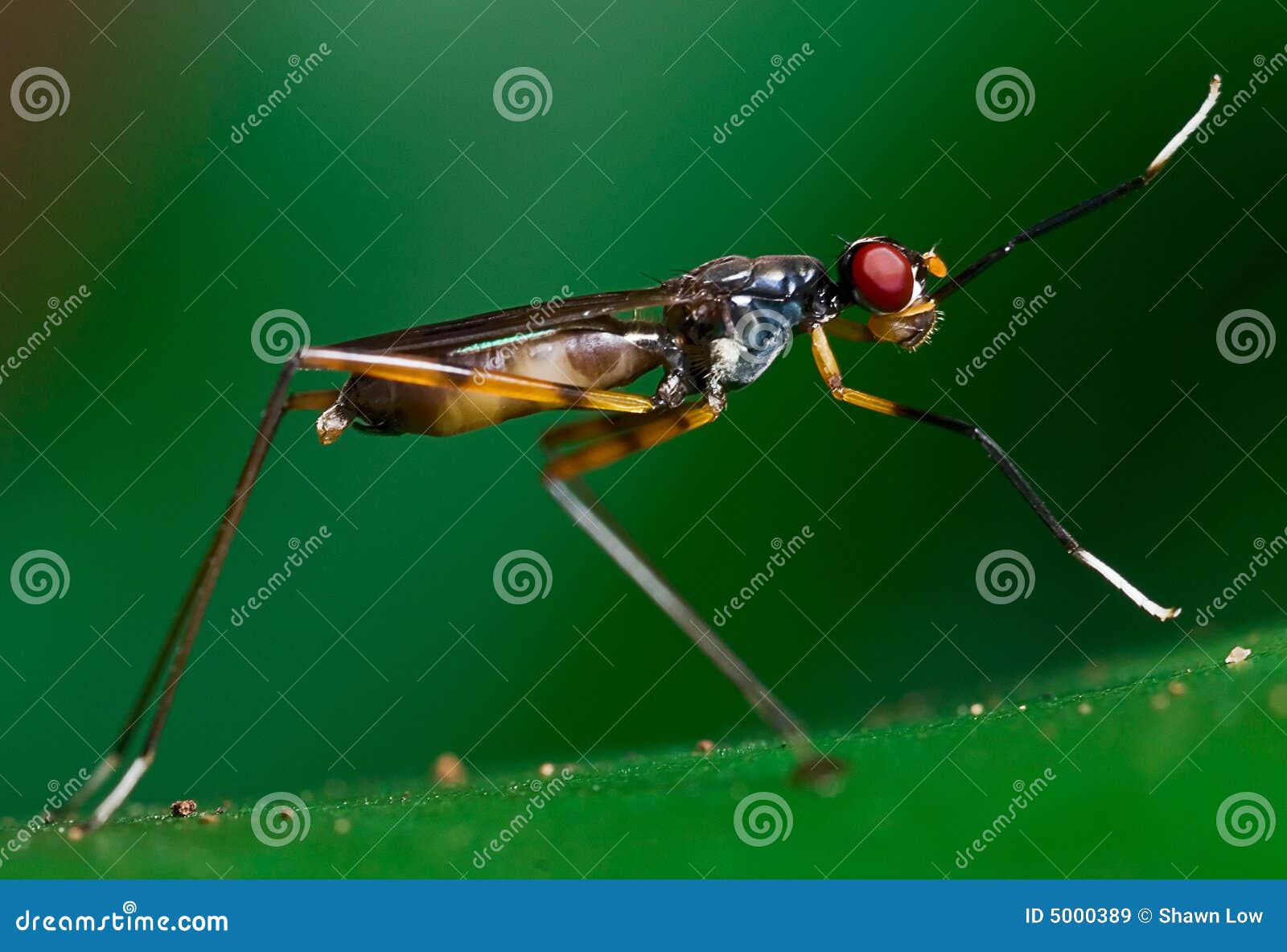 Fly on the green stock image. Image of nature, singapore - 5000389