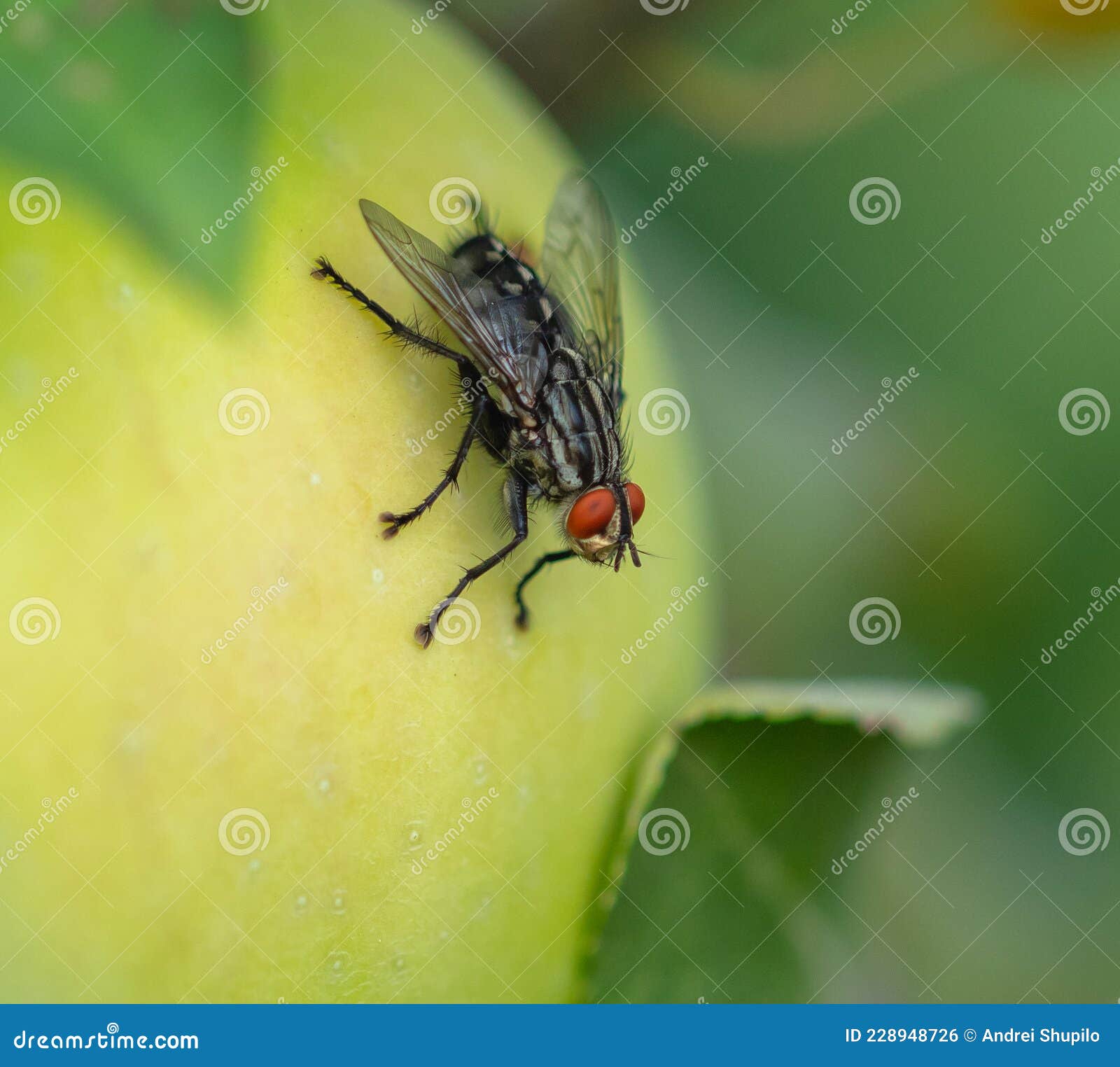 Fly on a green apple. stock photo. Image of pest, small - 228948726