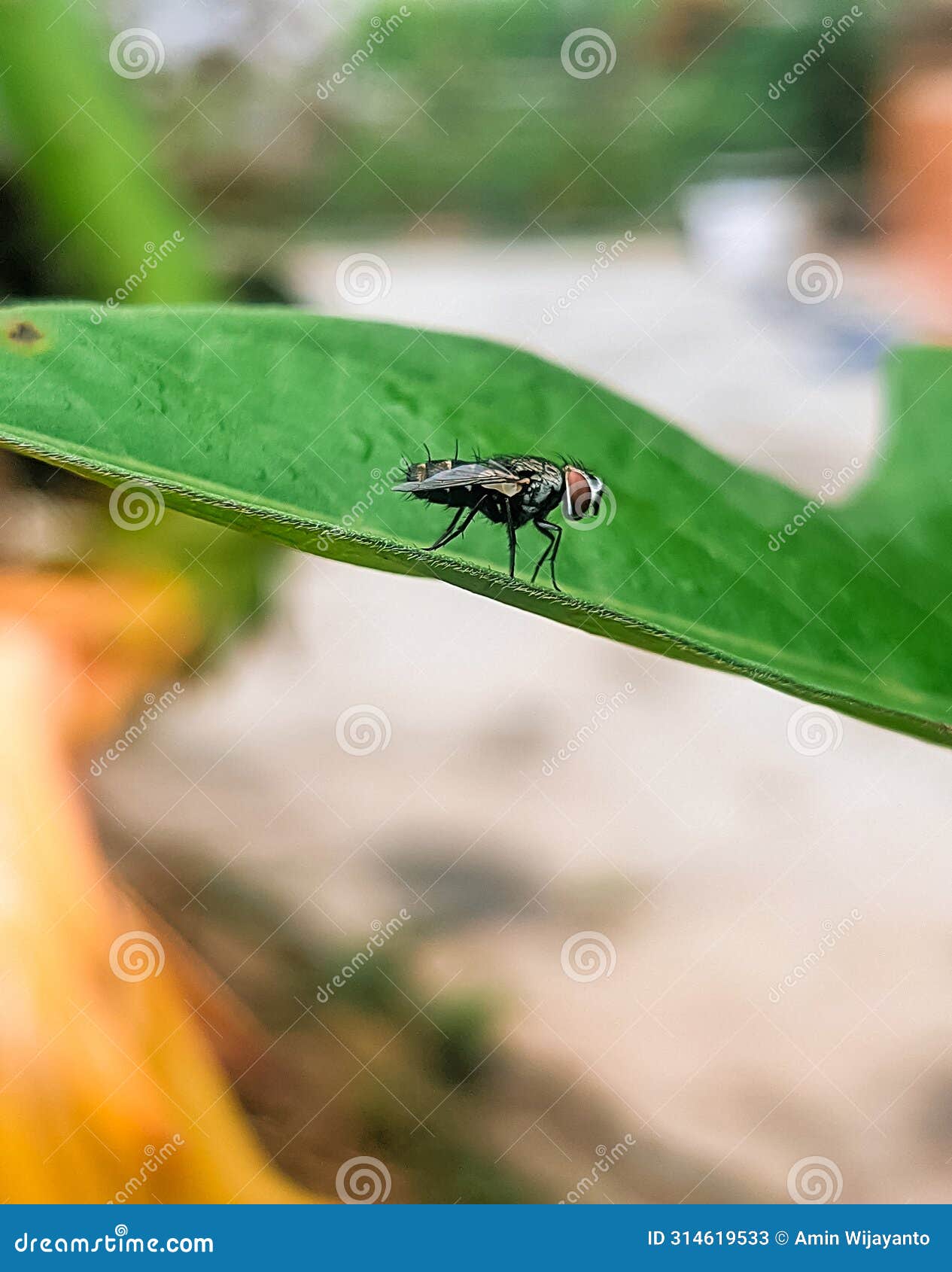 Fly green best photos stock image. Image of nature, green - 314619533