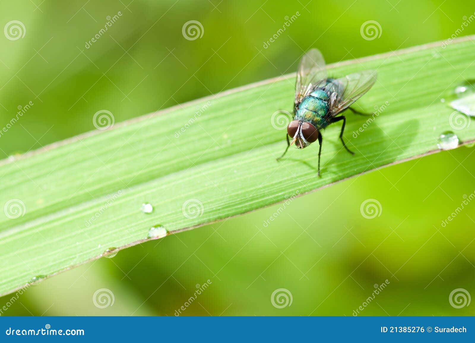 Fly on green grass stock photo. Image of nature, green - 21385276