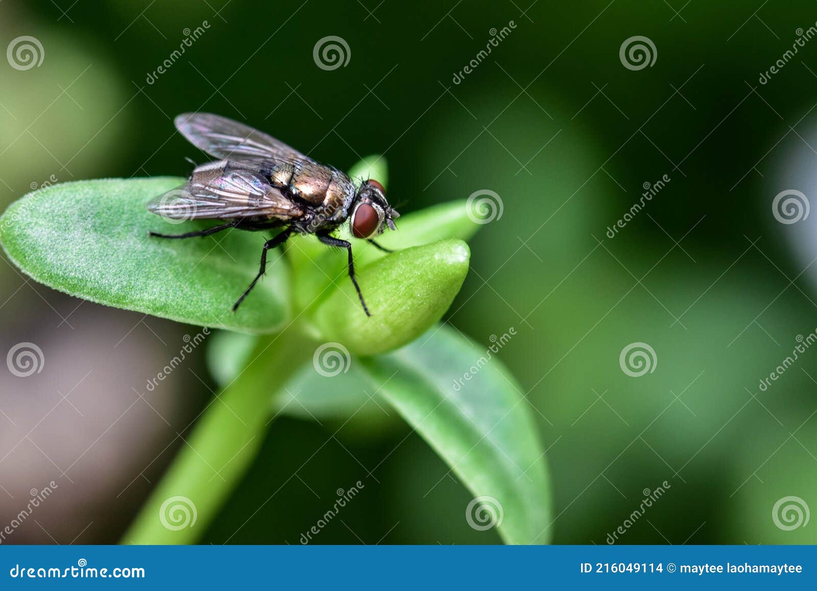 Fly is on Green Leaf with Blurred Background Stock Photo - Image of ...