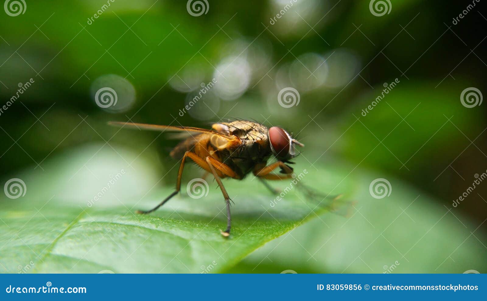 Fly On Green Leaf Picture. Image: 83059856