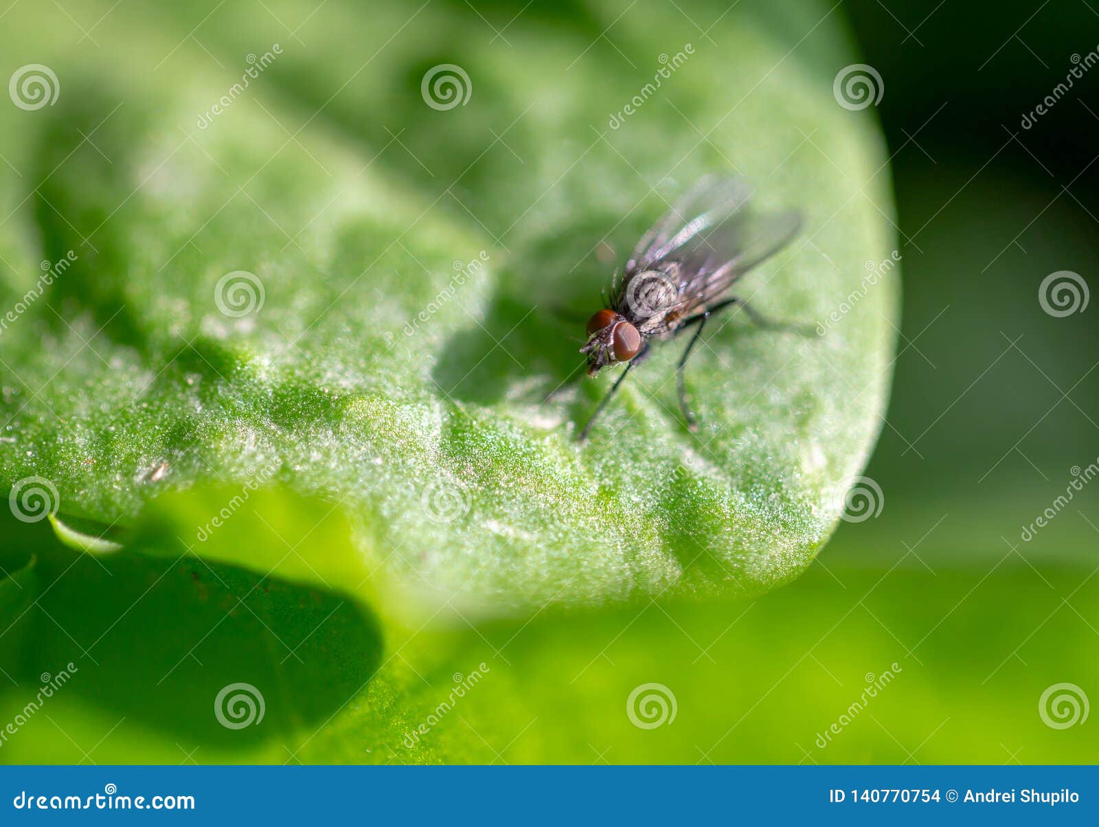 A Fly on a Green Leaf of a Plant Stock Photo - Image of wildlife ...