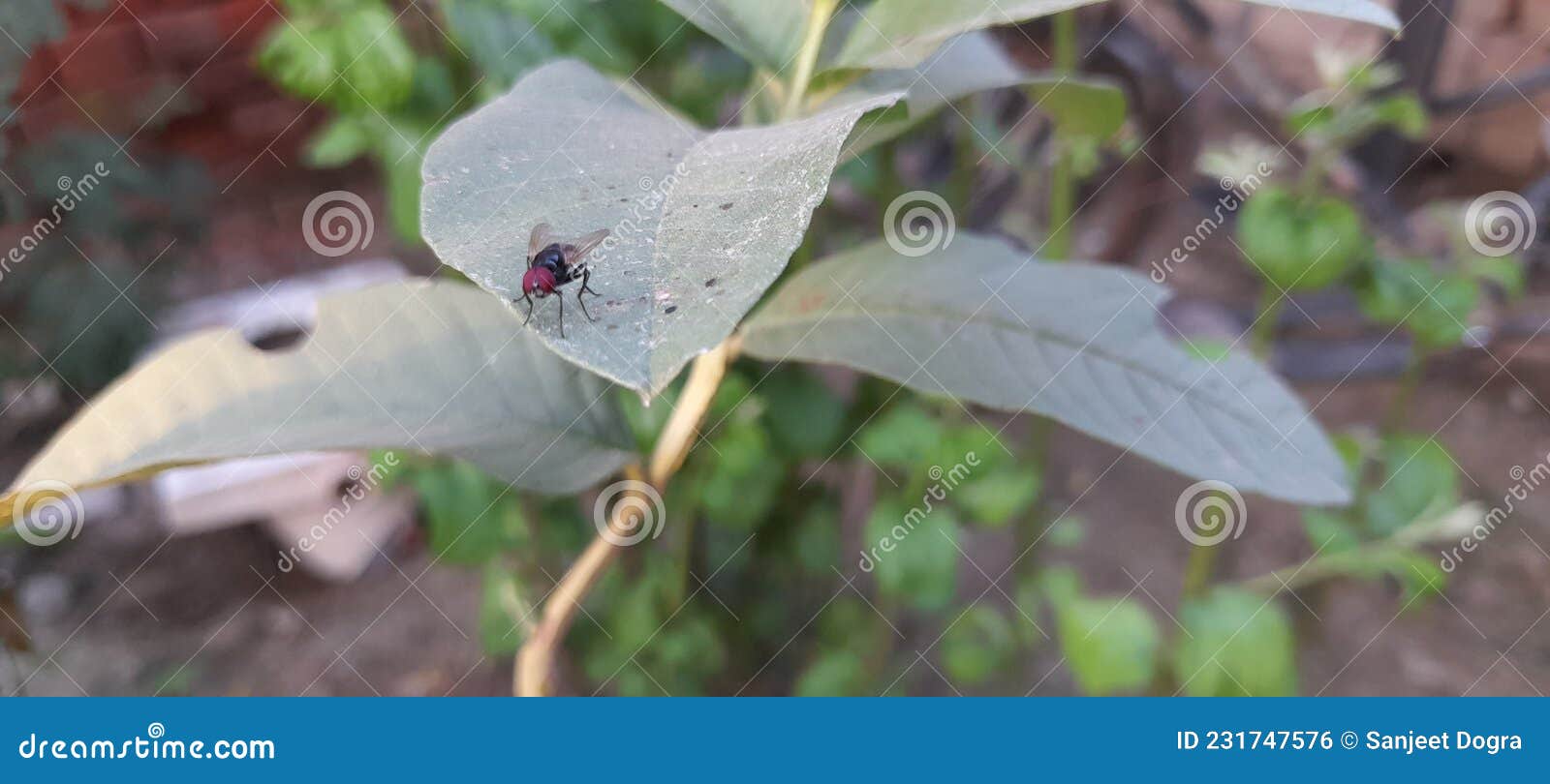 Fly, Green Leaf Rest Govava Stock Photo - Image of rest, leaf: 231747576