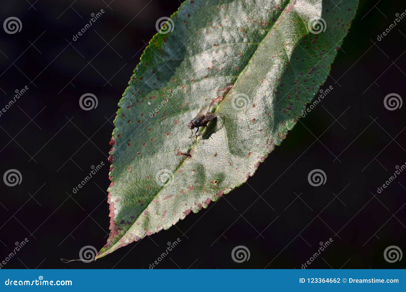 Fly on the leaf stock photo. Image of leaf, beautiful - 123364662