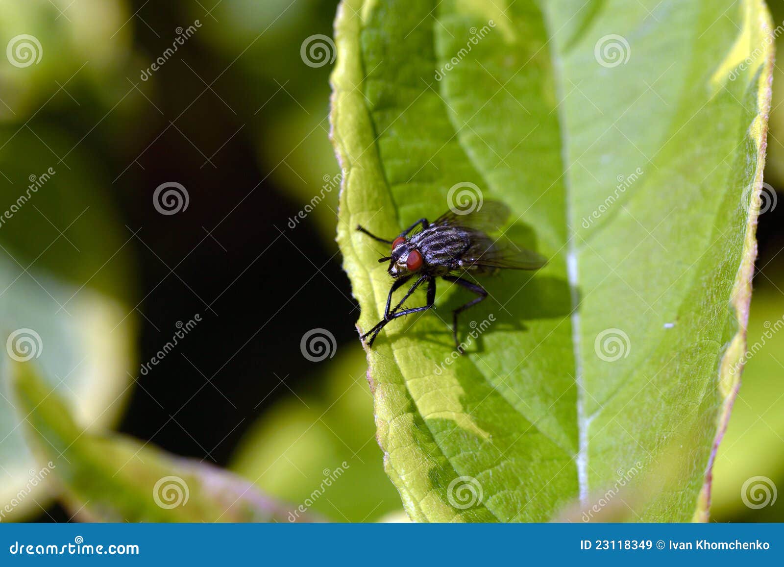 Fly on green leave stock image. Image of animal, head - 23118349