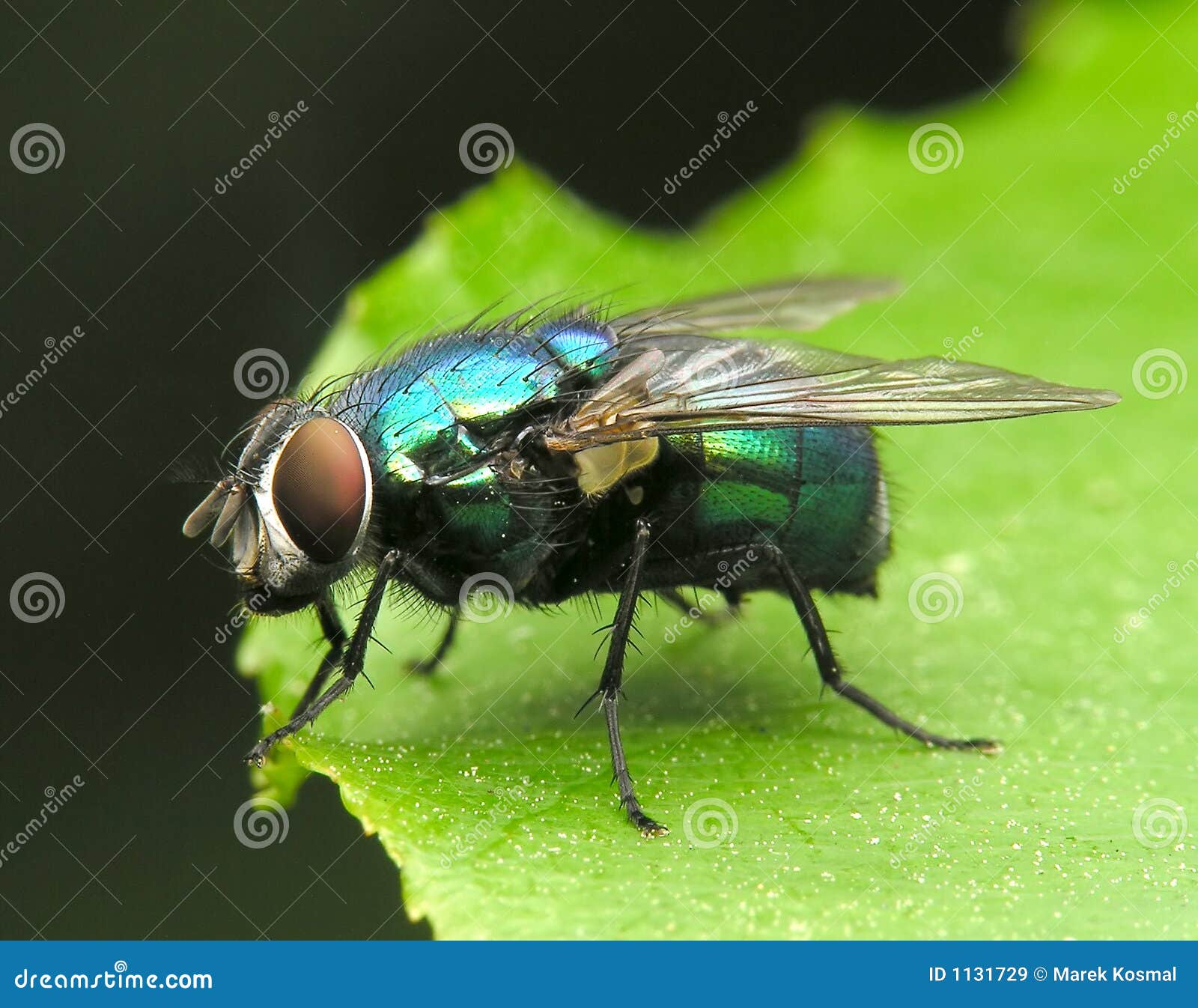 Fly green metalic stock image. Image of musca, insects - 1131729
