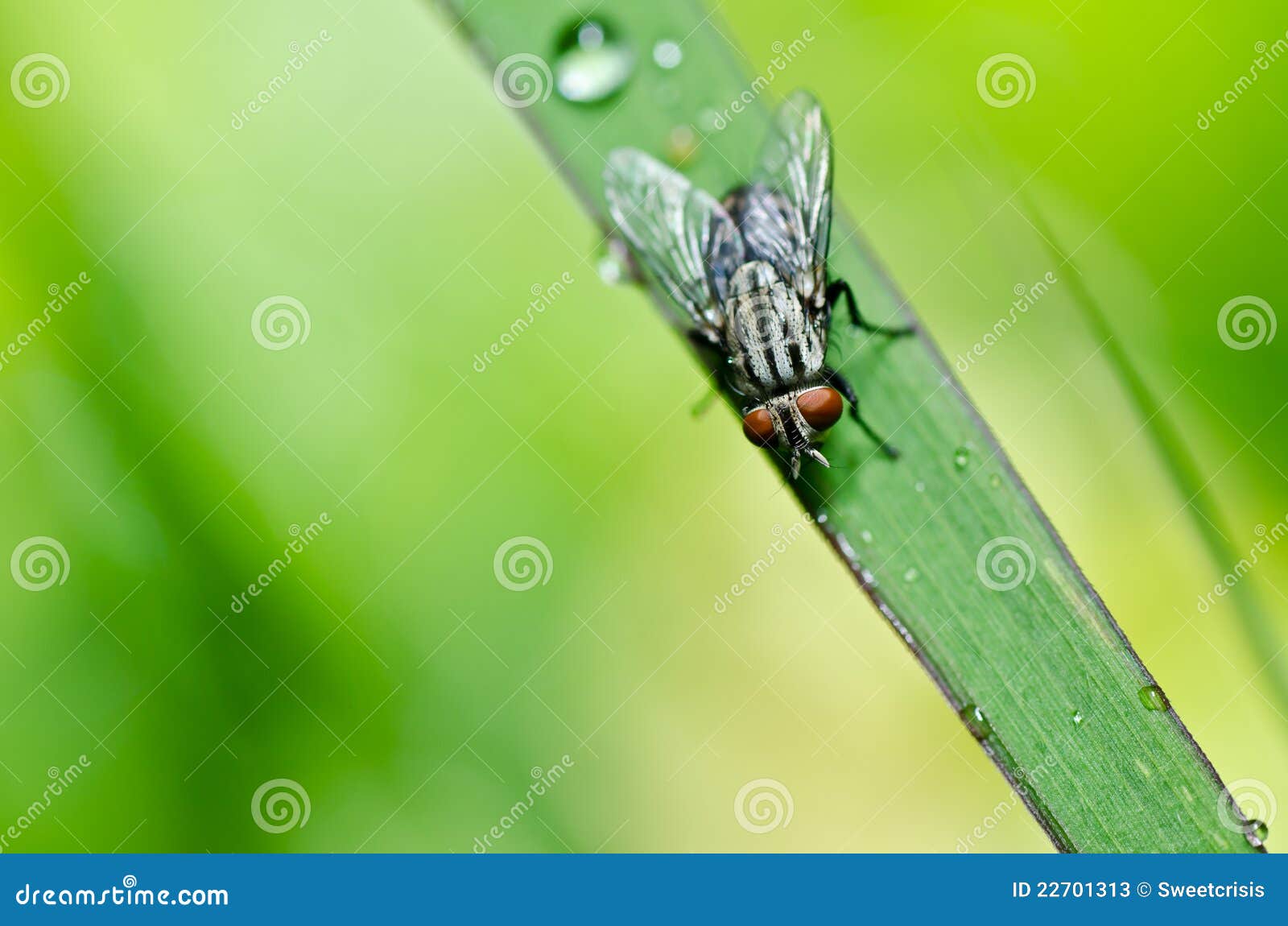 Fly in green nature stock image. Image of animal, white - 22701313