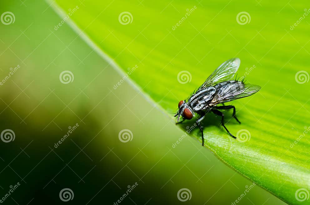 Fly in green nature stock photo. Image of background - 23027626