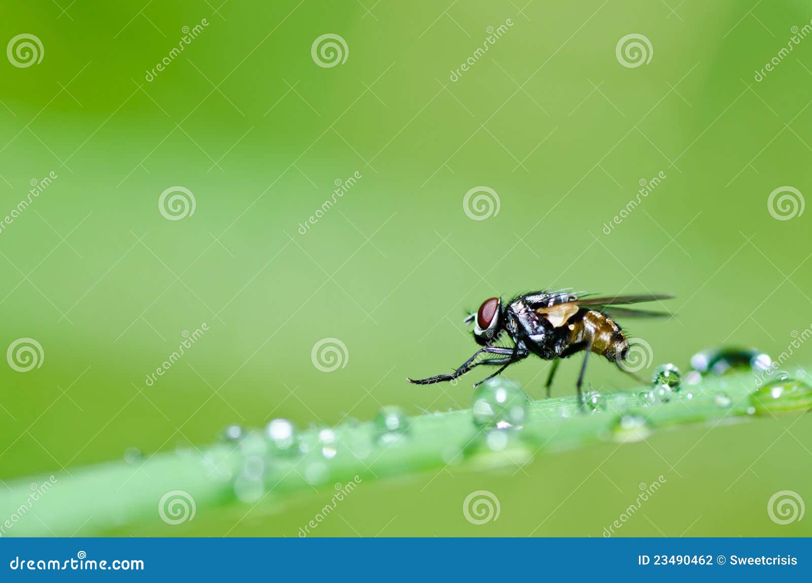 Fly in green nature stock photo. Image of wings, legs - 23490462
