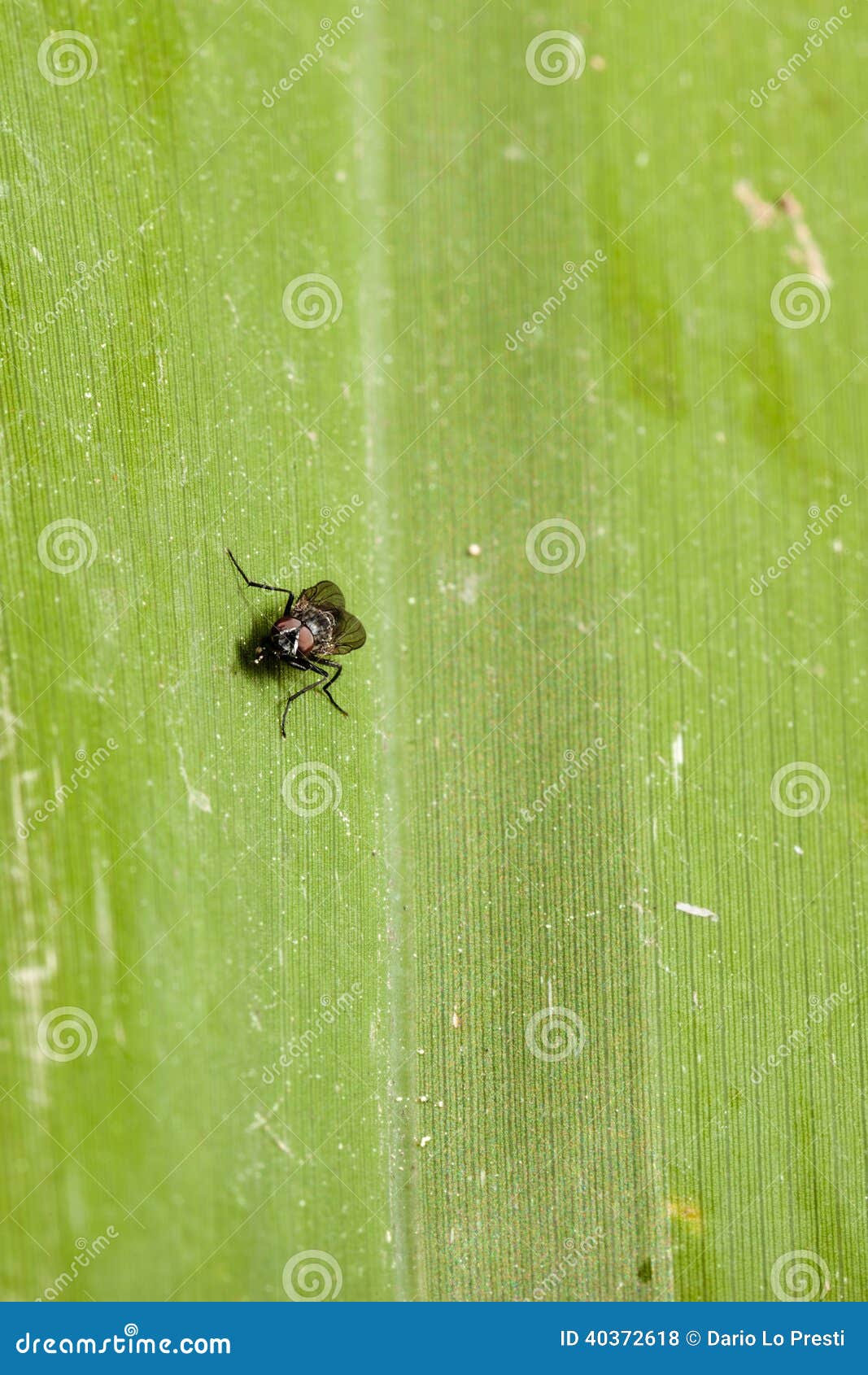 Fly on green stock photo. Image of leaf, spring, enthomology - 40372618