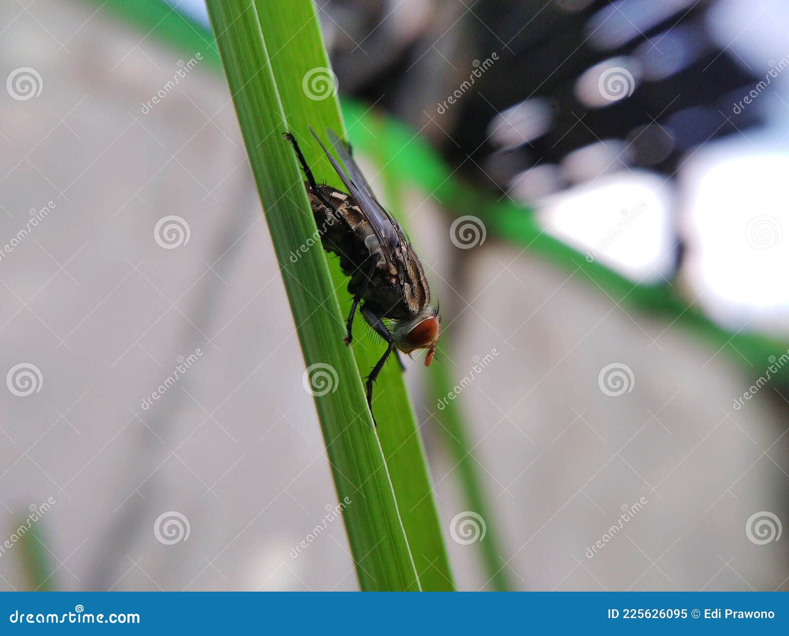 A fly on a green weed leaf stock image. Image of nature - 225626095