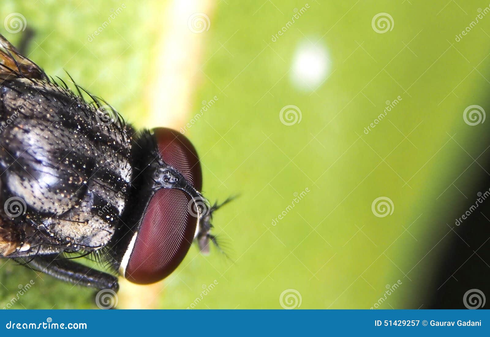 Fly head macro stock image. Image of health, wing, hygiene - 51429257