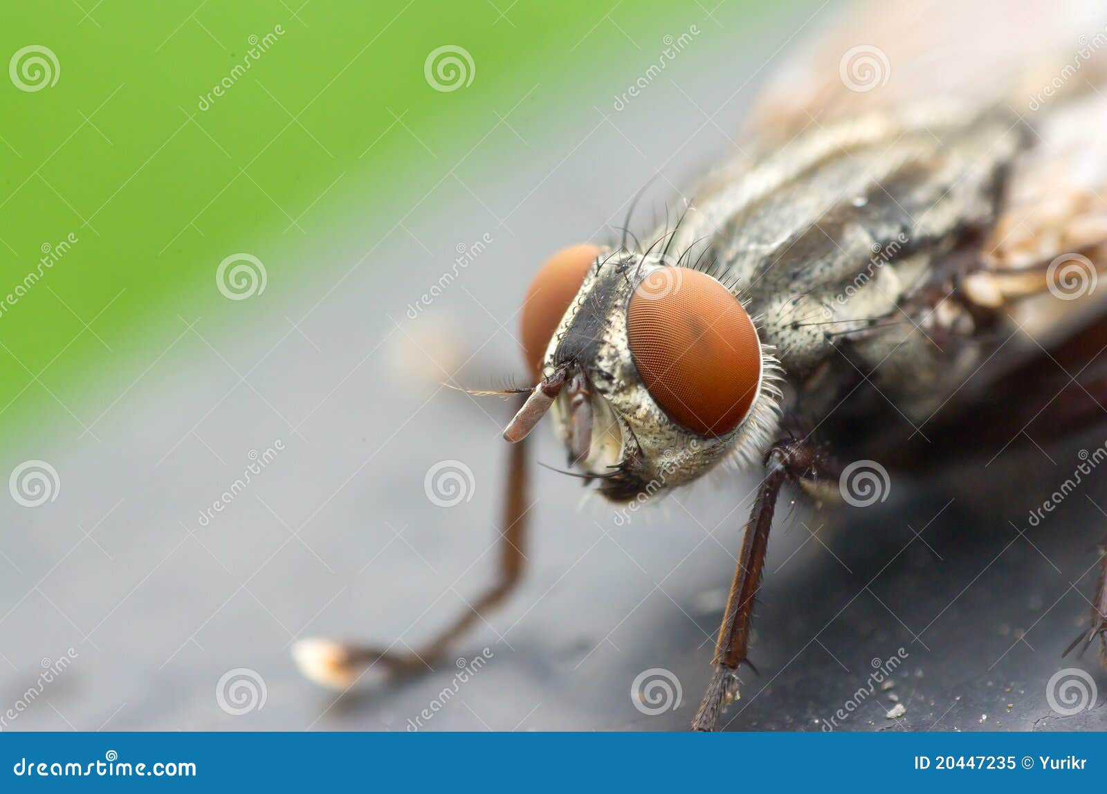 Fly head closeup stock image. Image of magnification - 20447235