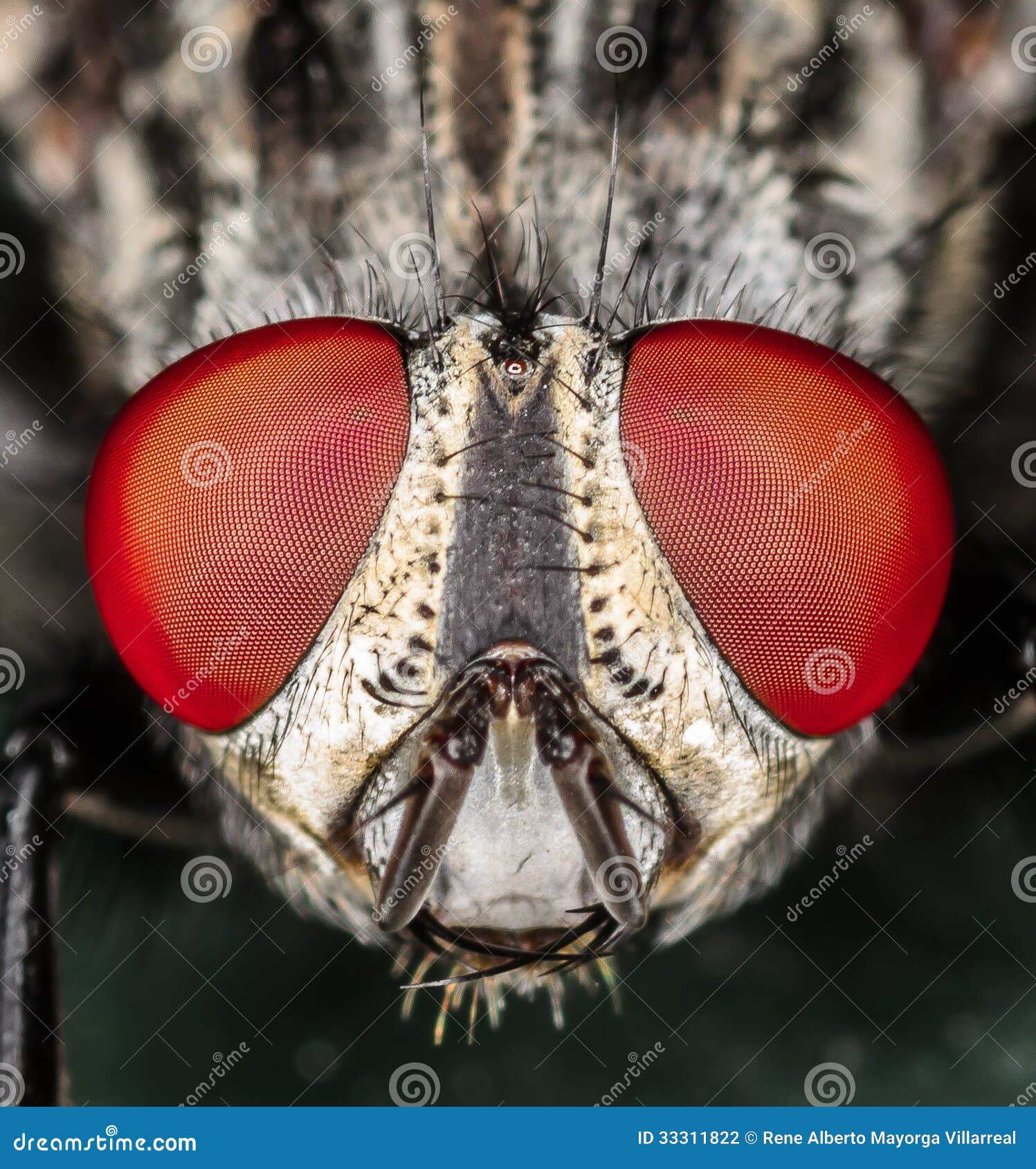 Fly Head and Eyes Macro CloseUp Stock Photo - Image of macro, sick ...