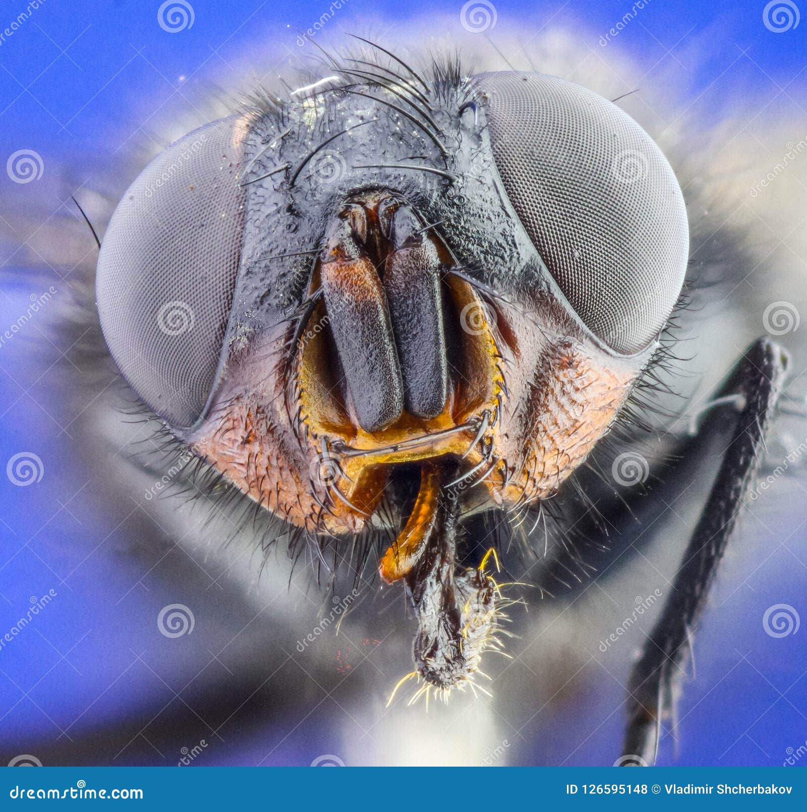Fly head macro. stock photo. Image of blue, small, gray - 126595148