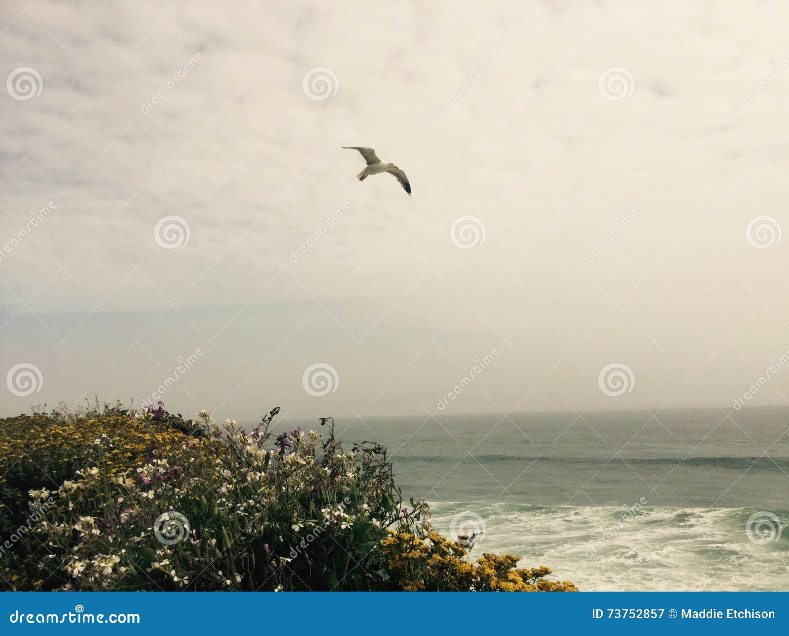Fly high stock image. Image of ocean, high, flying, bird - 73752857