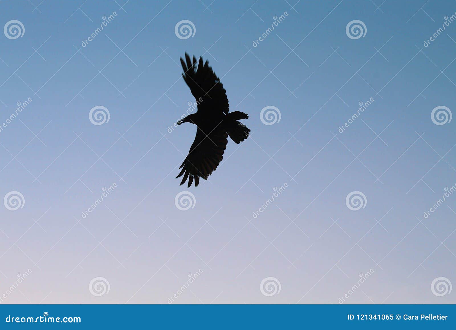 Fly high stock image. Image of high, bird, soaring, sand - 121341065