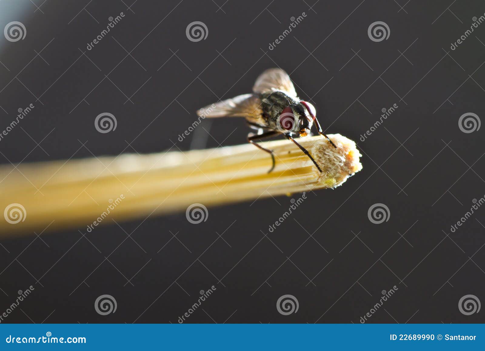 Fly Hold on Bamboo Chopstick Stock Photo - Image of creepy, tropical ...
