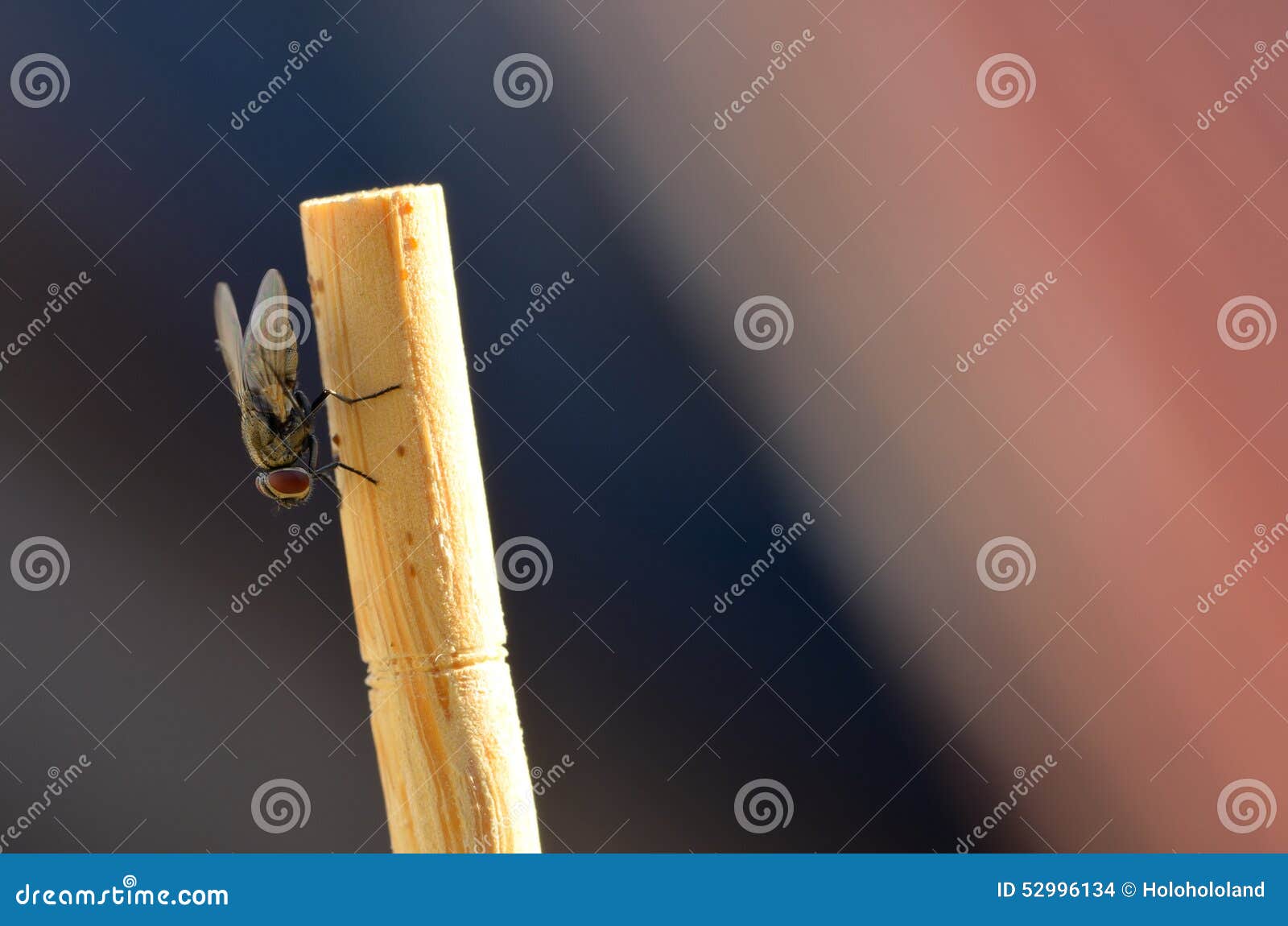 Fly stock photo. Image of germ, animal, bacteria, creepy - 52996134