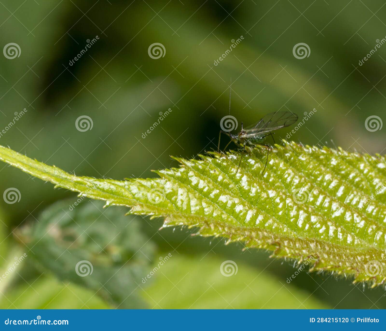 Fly honeysuckle aphid stock photo. Image of closeup - 284215120